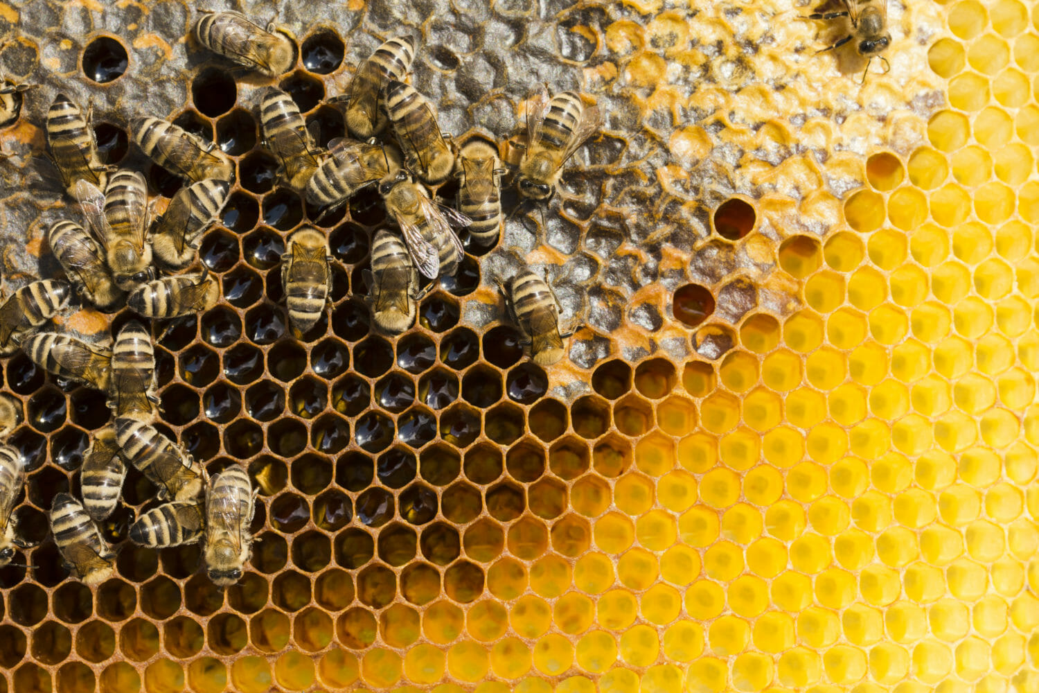 Bee deaths – does cell phone radiation affect bees? – Waveguard – your ...